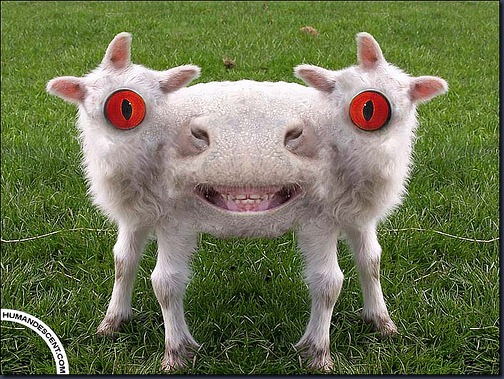 Kitty Stampede: Adoring: Human Descent